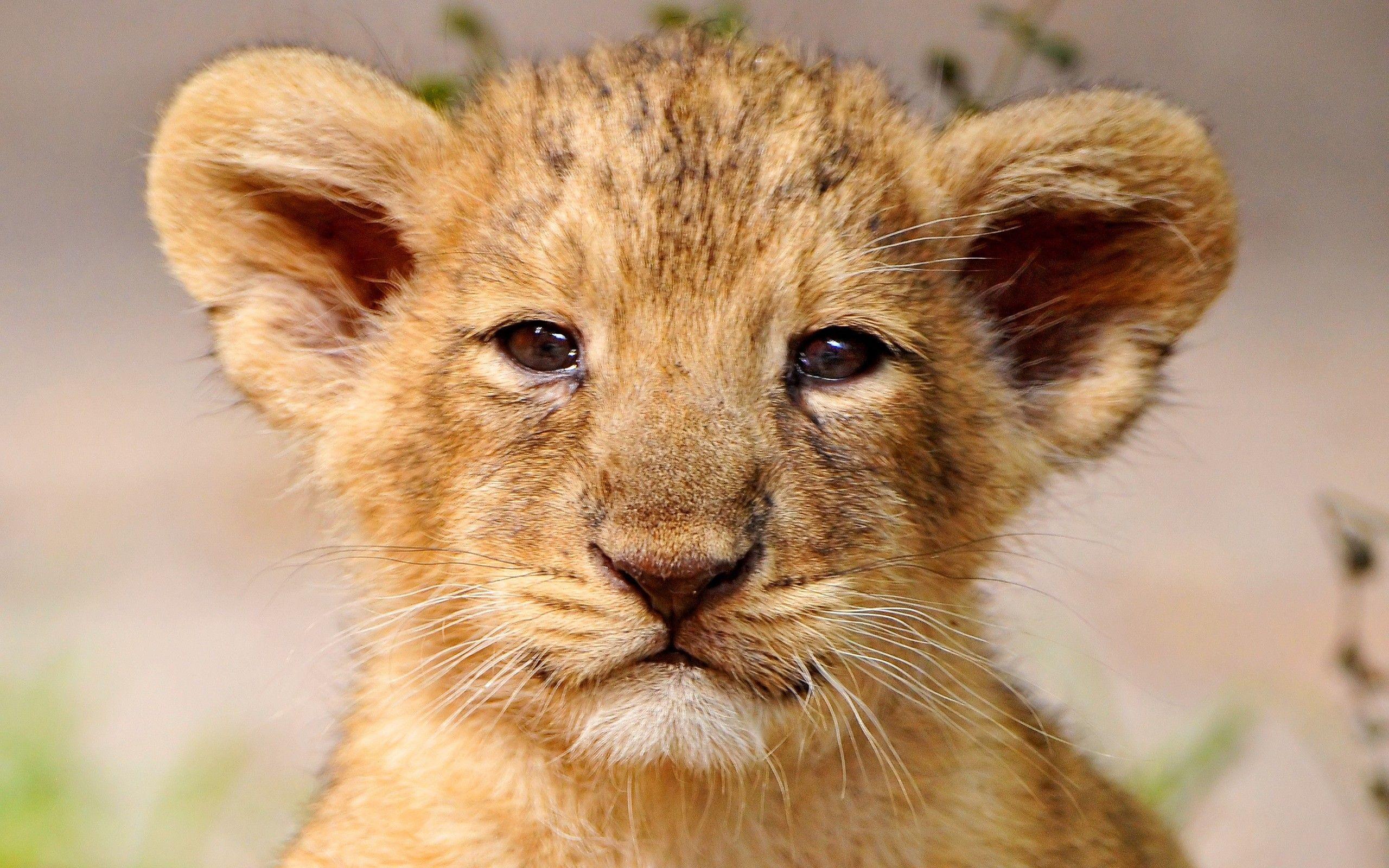 Baby Lion Wallpapers - Top Free Baby Lion Backgrounds - WallpaperAccess