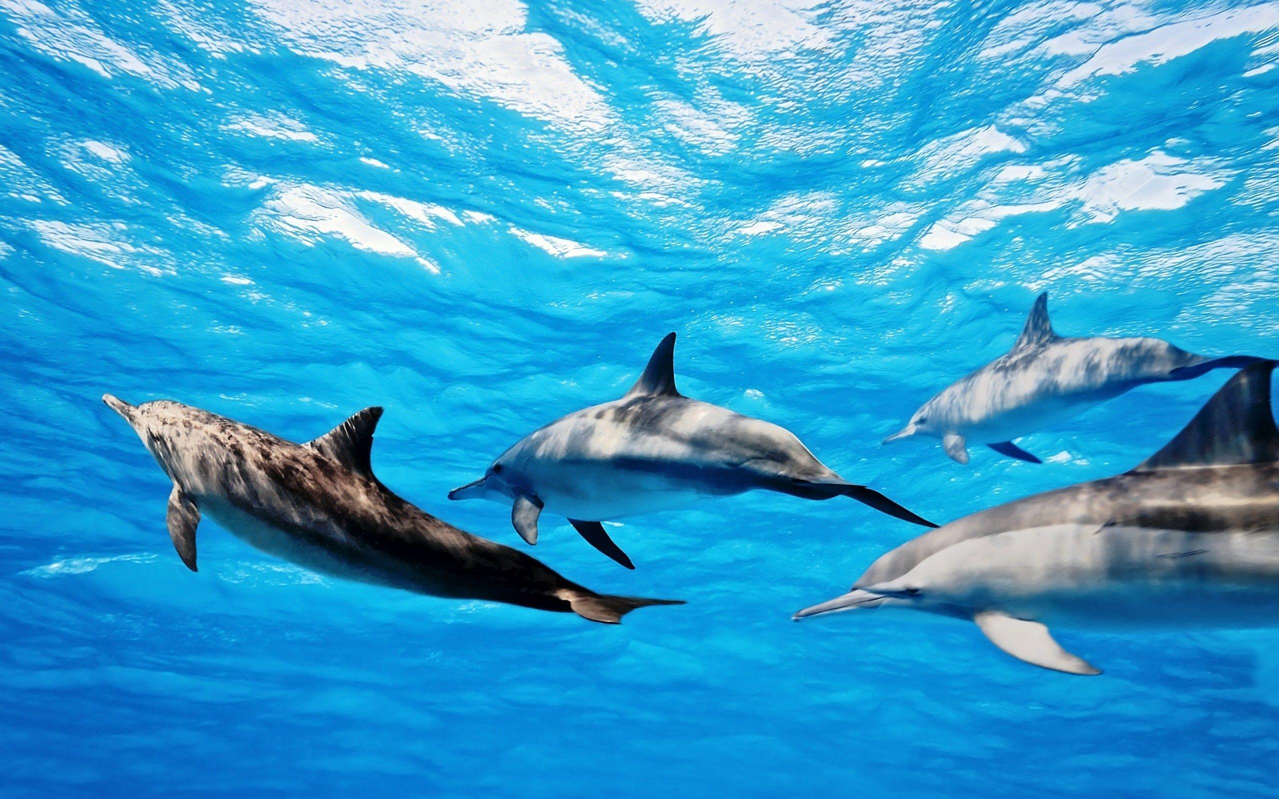 Dolphin Beach Wallpapers - Top Free Dolphin Beach Backgrounds ...