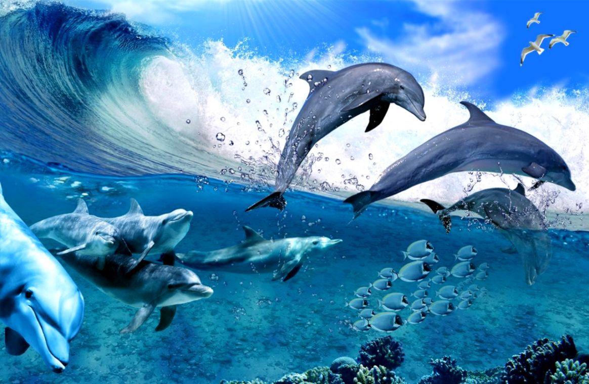 Dolphin Beach Wallpapers - Top Free Dolphin Beach Backgrounds ...