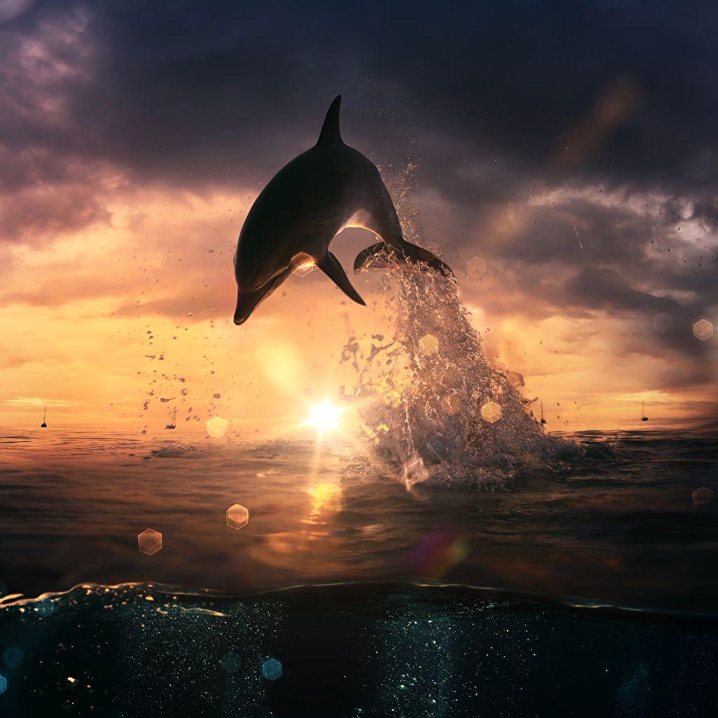 Dolphin Sunset Wallpapers - Top Free Dolphin Sunset Backgrounds ...