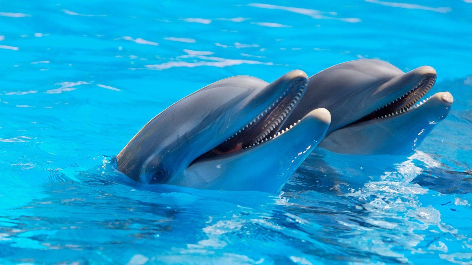 Cute Baby Dolphins Wallpapers - Top Free Cute Baby Dolphins Backgrounds ...