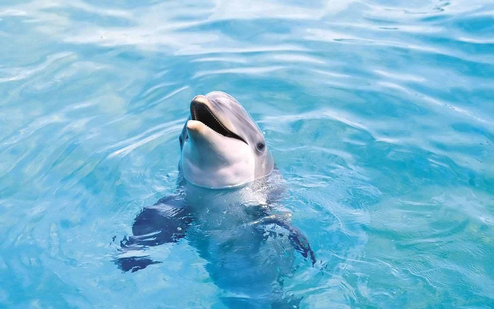 Cute Baby Dolphins Wallpapers - Top Free Cute Baby Dolphins Backgrounds ...