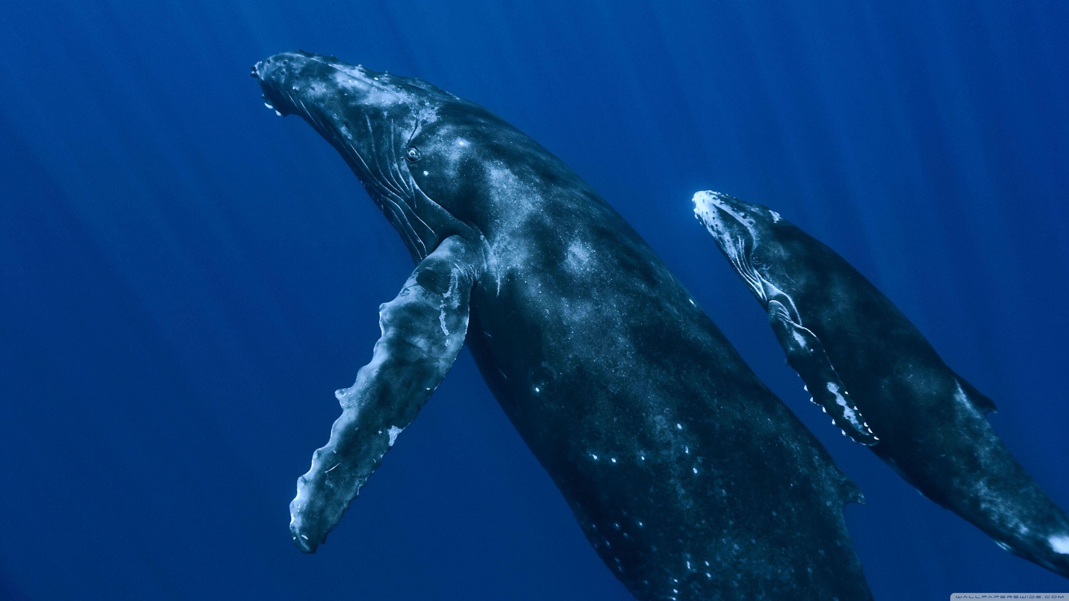 Whale Desktop Wallpapers - Top Free Whale Desktop Backgrounds ...