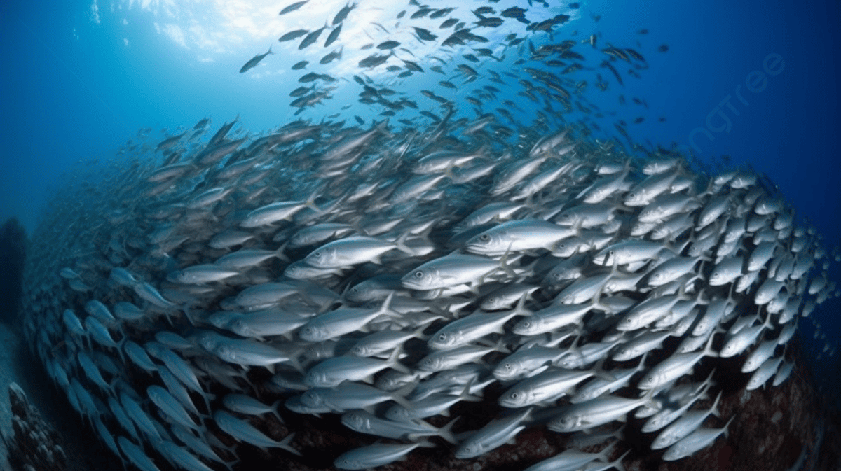 School of Fish Wallpapers - Top Free School of Fish Backgrounds ...