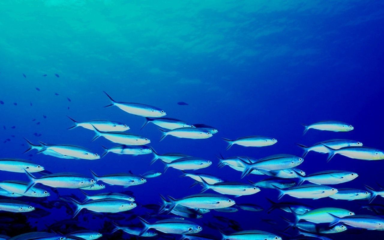 School of Fish Wallpapers - Top Free School of Fish Backgrounds ...