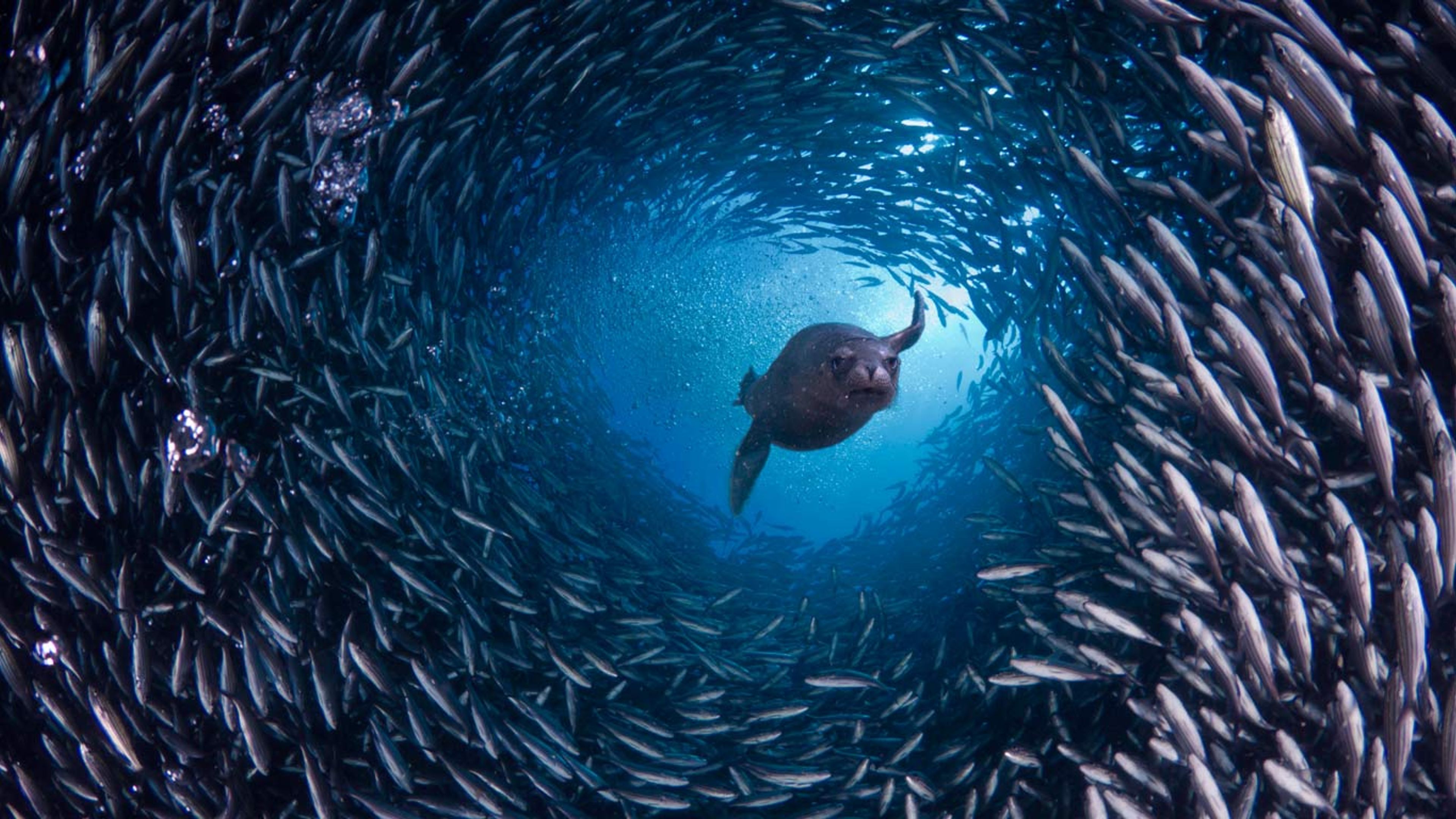 School of Fish Wallpapers - Top Free School of Fish Backgrounds ...