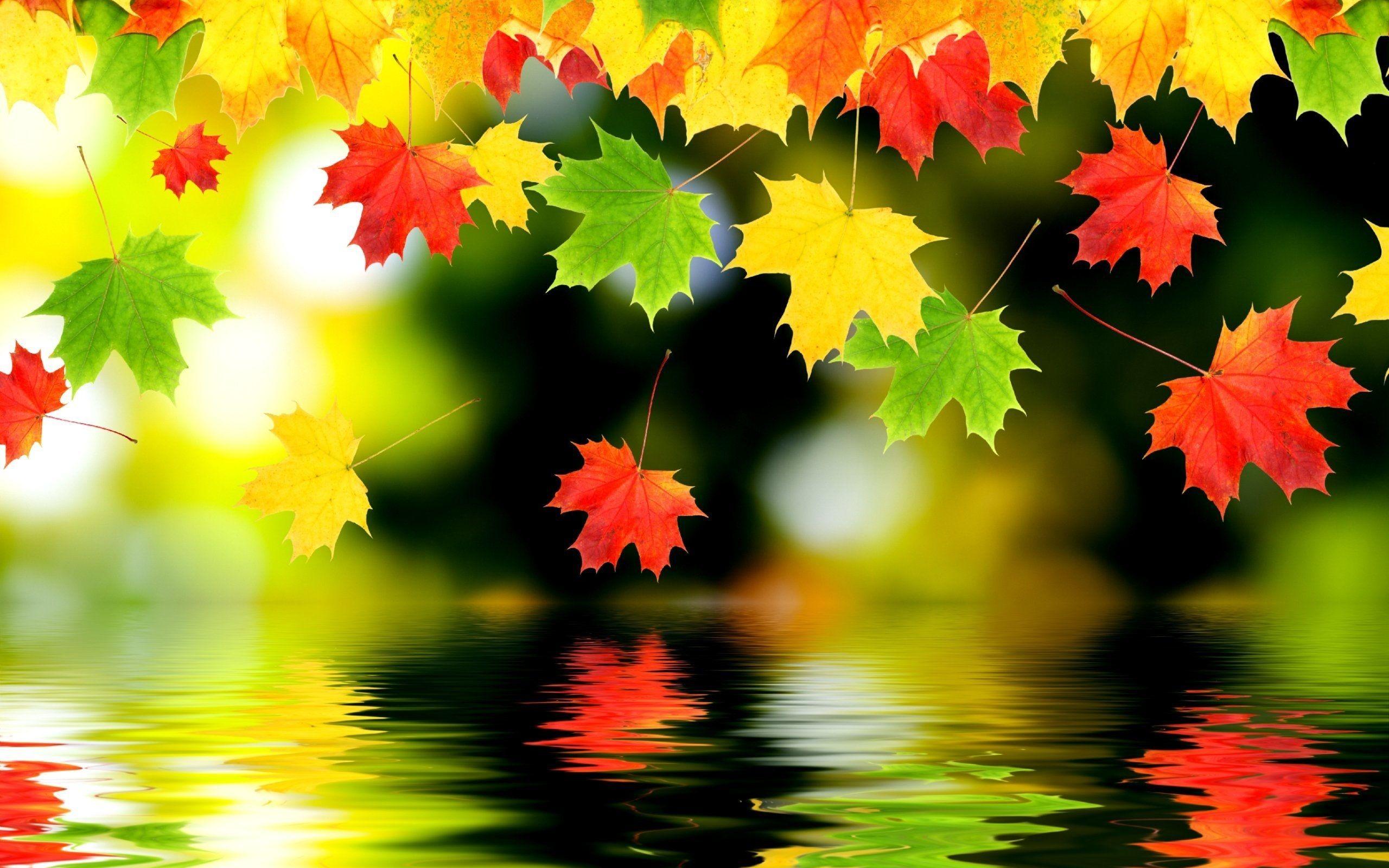 Maple Leaves Wallpapers - Top Free Maple Leaves Backgrounds ...