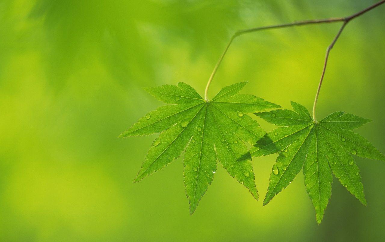 Maple Leaves Wallpapers - Top Free Maple Leaves Backgrounds ...