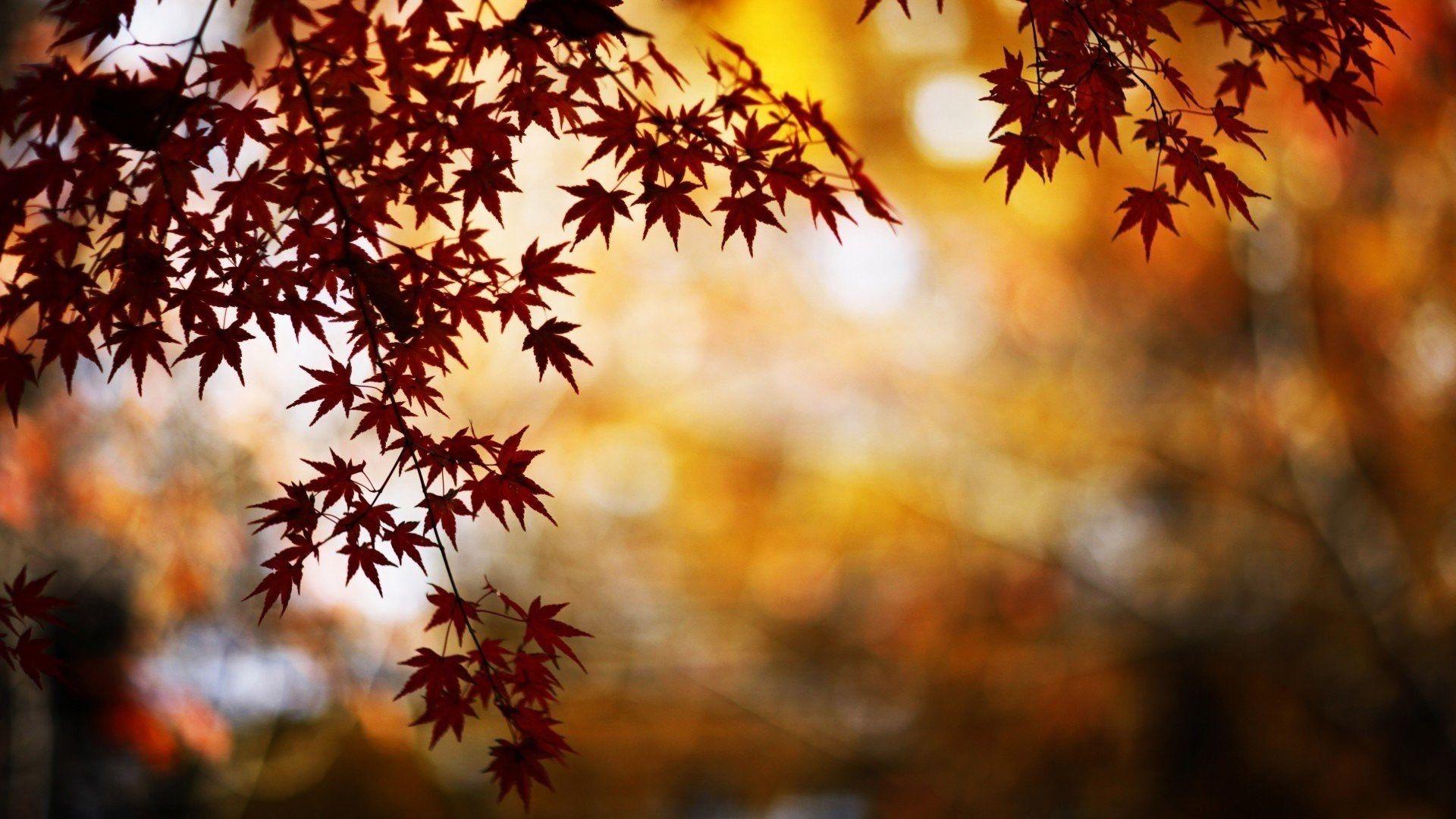 Maple Leaves Wallpapers - Top Free Maple Leaves Backgrounds ...