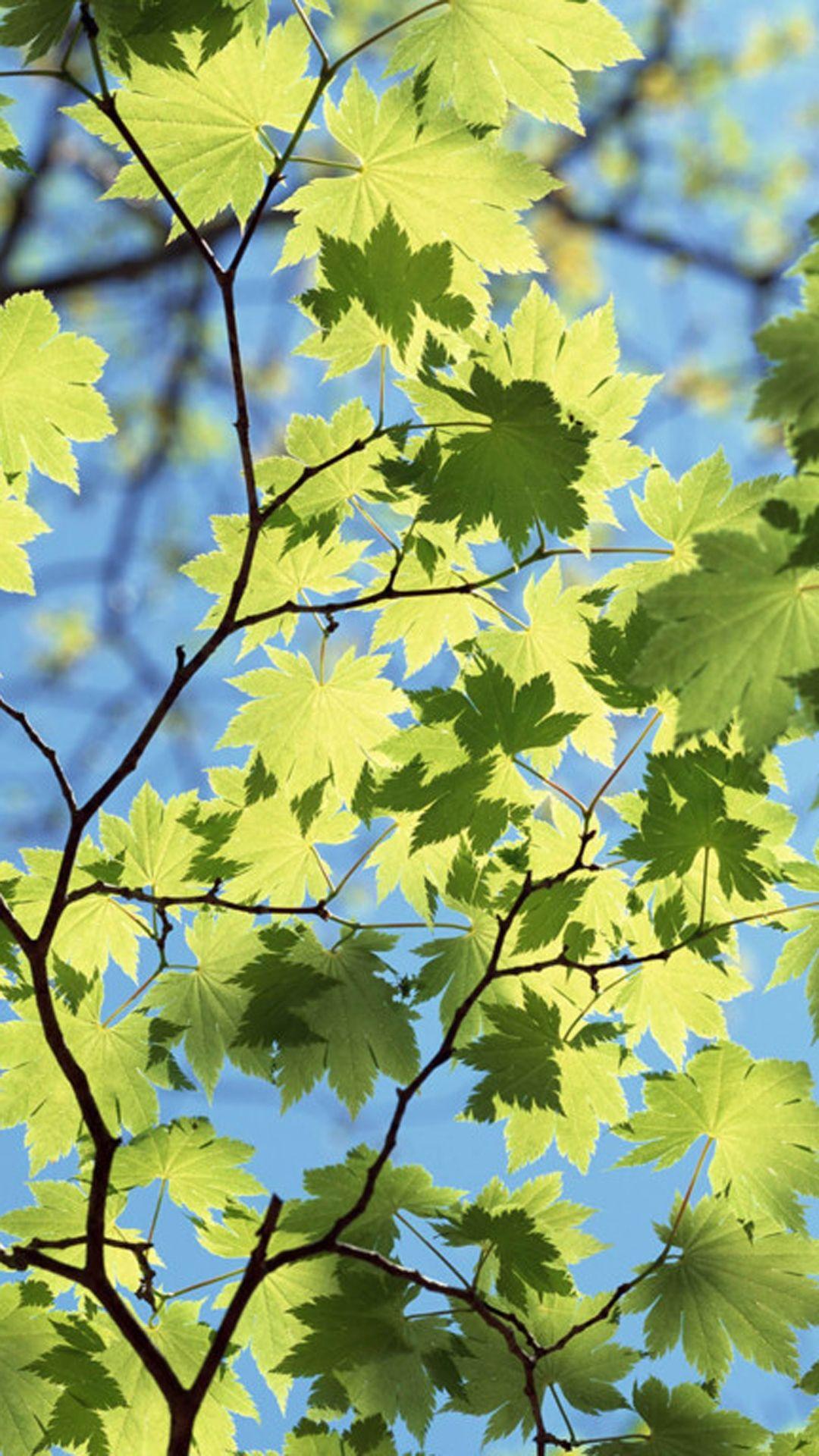 Maple Leaves Wallpapers - Top Free Maple Leaves Backgrounds ...