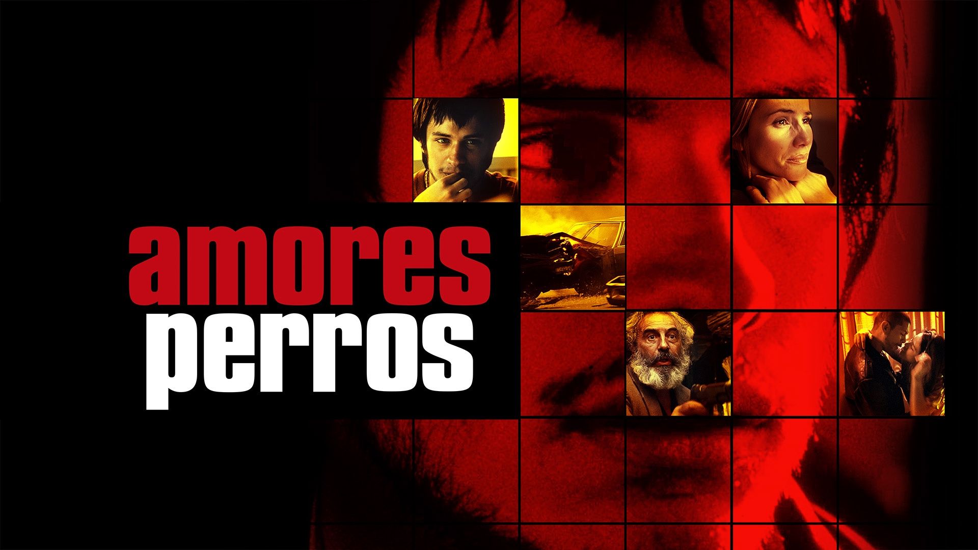 Amores Perros Wallpapers - Top Free Amores Perros Backgrounds - WallpaperAccess