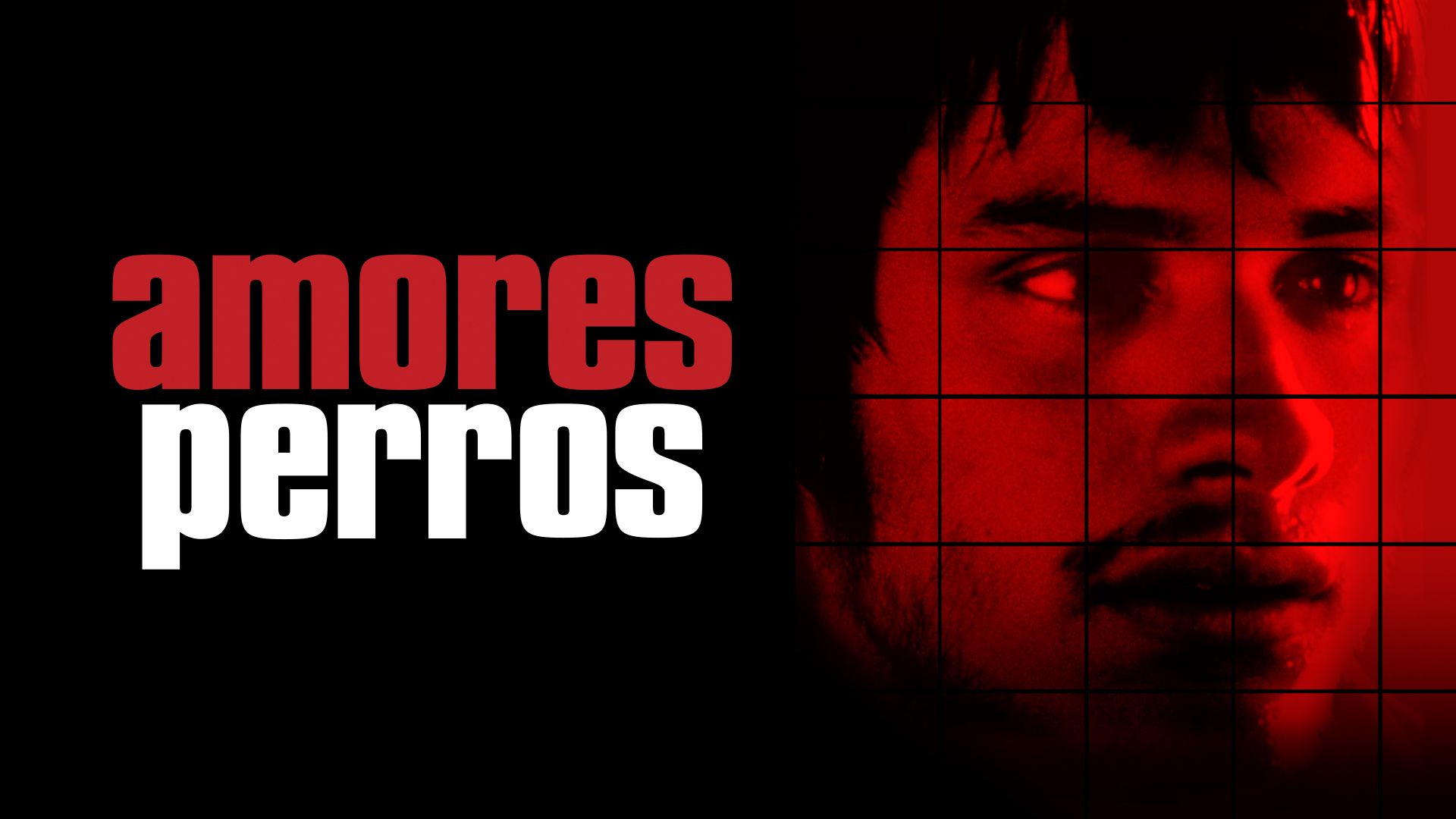 Amores Perros Wallpapers - Top Free Amores Perros Backgrounds - WallpaperAccess