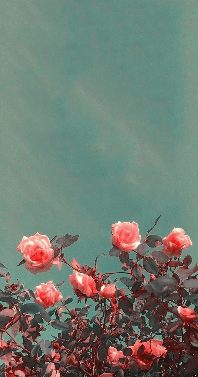 Gif Flowers Wallpapers - Top Free Gif Flowers Backgrounds - WallpaperAccess