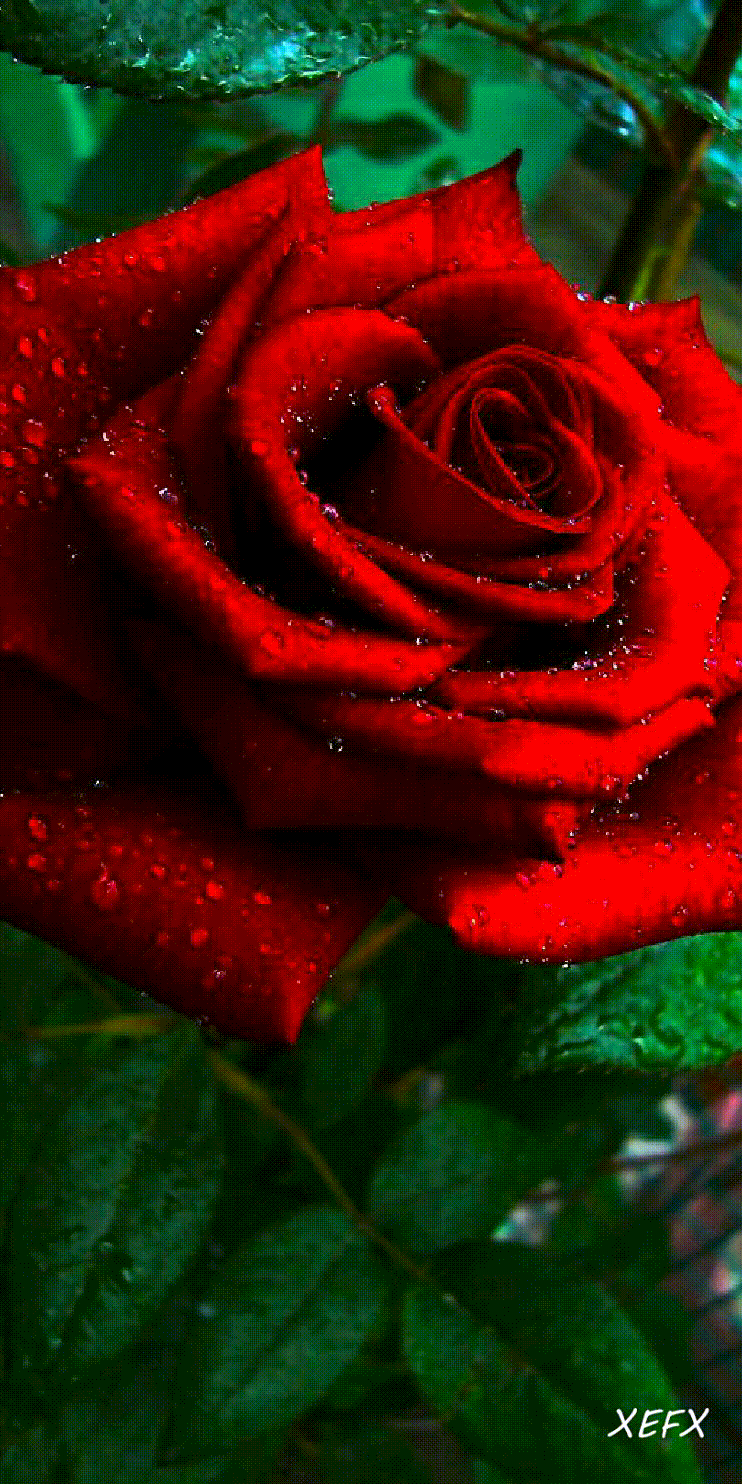 Gif Flowers Wallpapers - Top Free Gif Flowers Backgrounds - WallpaperAccess