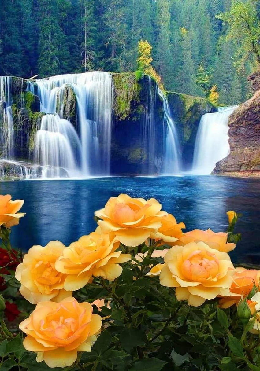 Gif Flowers Wallpapers - Top Free Gif Flowers Backgrounds - WallpaperAccess