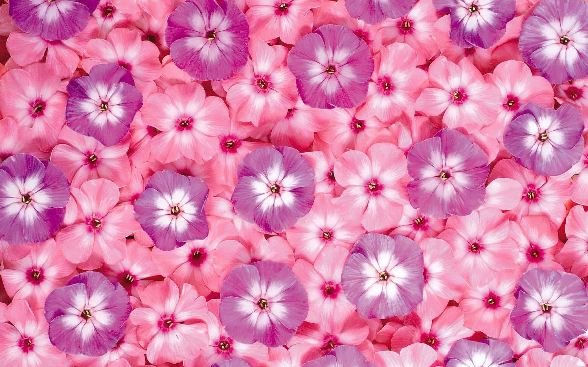 Gif Flowers Wallpapers - Top Free Gif Flowers Backgrounds - WallpaperAccess