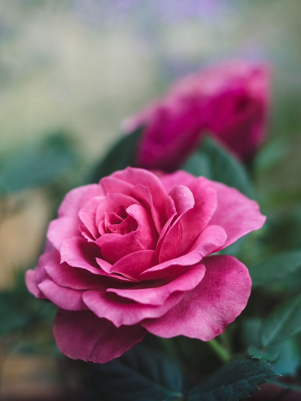 Gif Flowers Wallpapers - Top Free Gif Flowers Backgrounds - WallpaperAccess