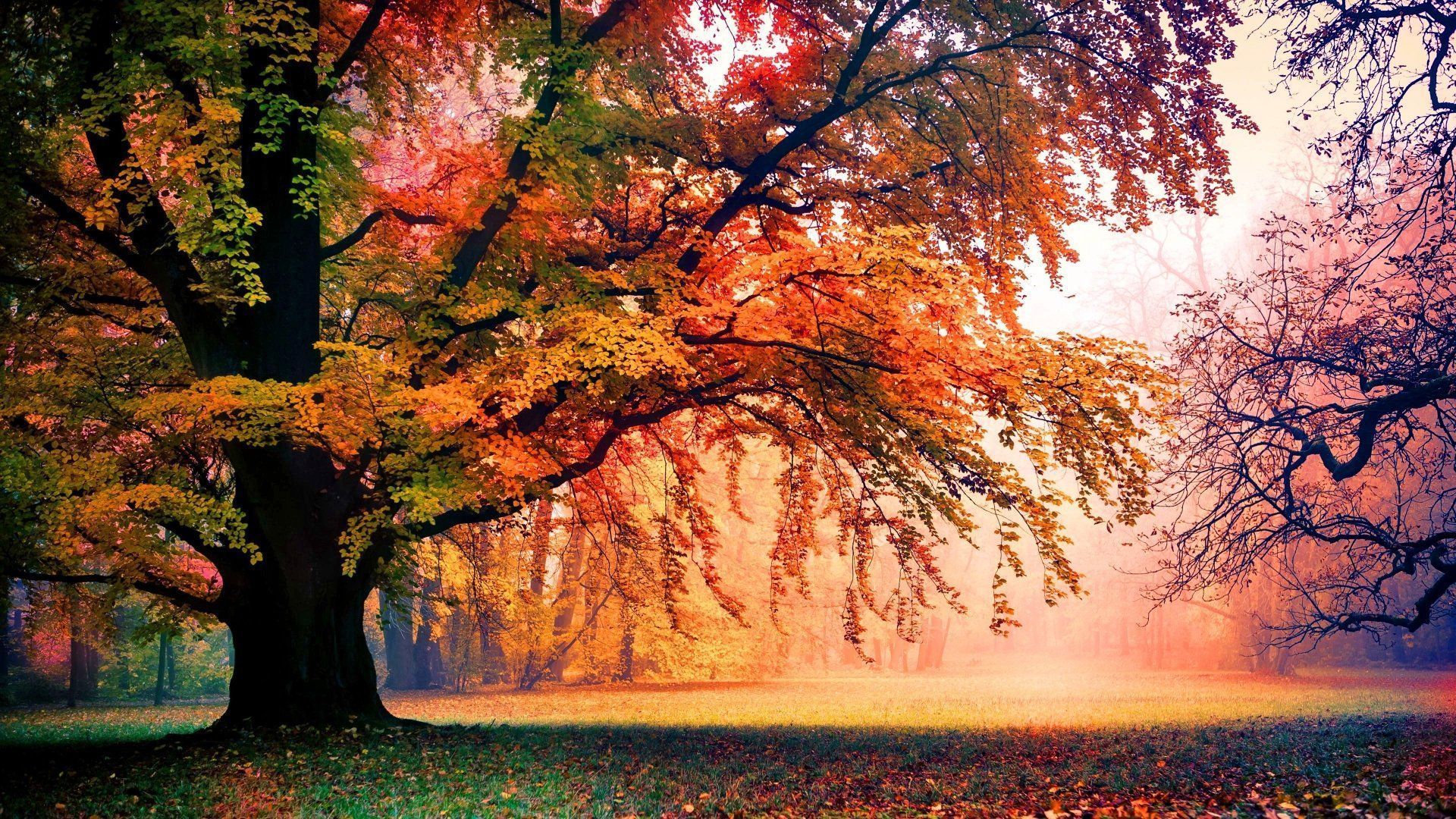 1920x1080 Autumn Wallpapers - Top Free 1920x1080 Autumn Backgrounds ...