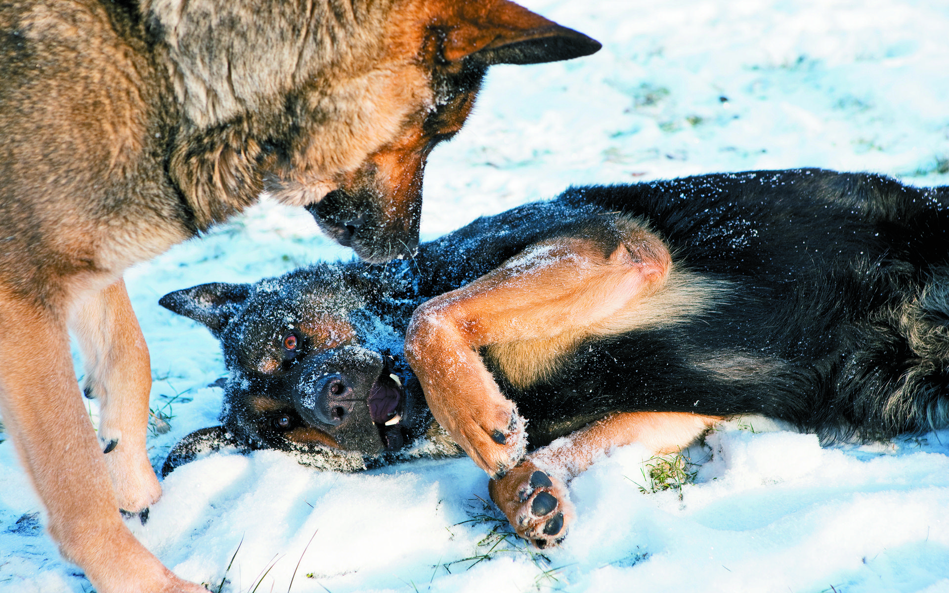 veterinary Wallpapers - Top Free veterinary Backgrounds - WallpaperAccess