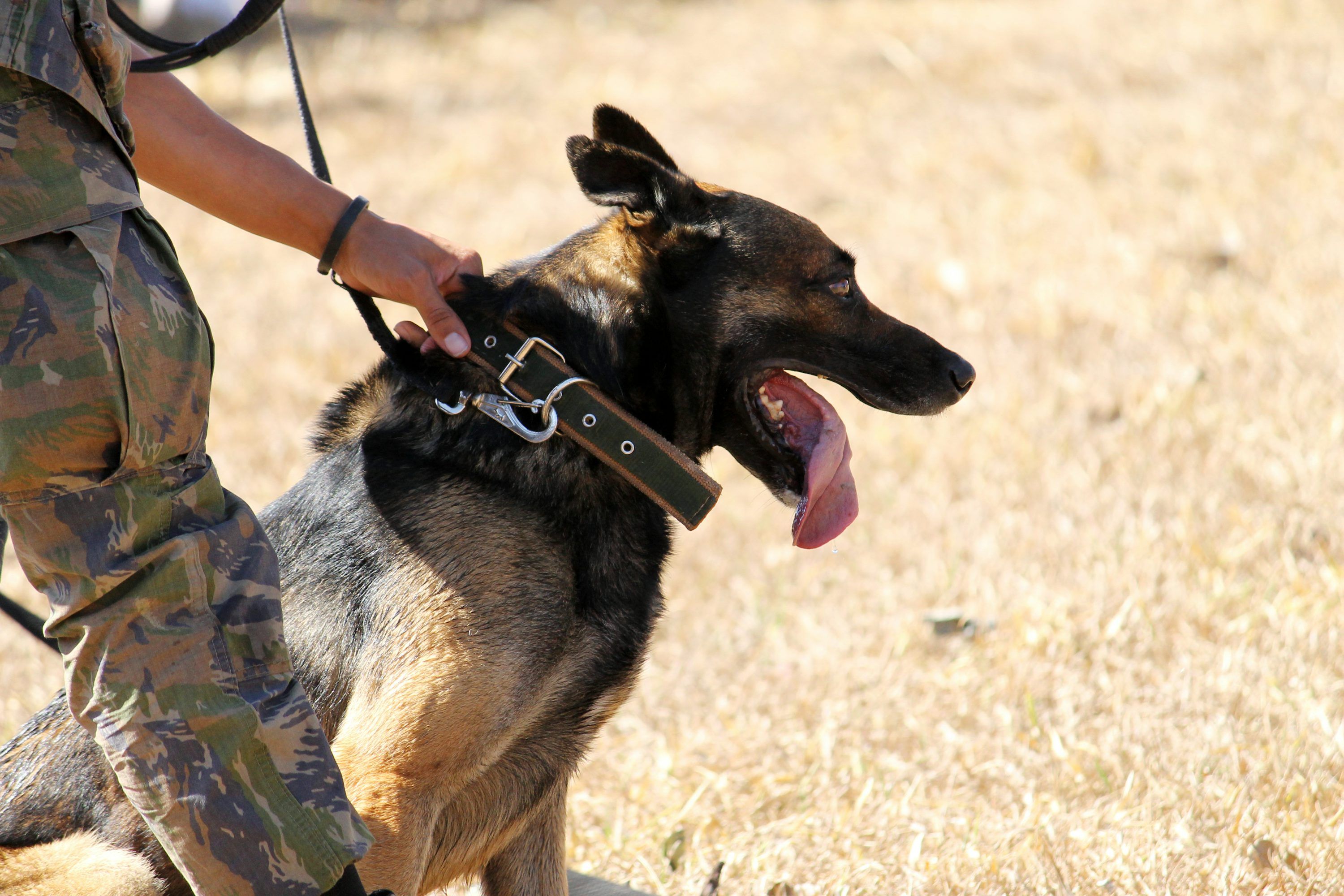 Military Dog Wallpapers - Top Free Military Dog Backgrounds ...