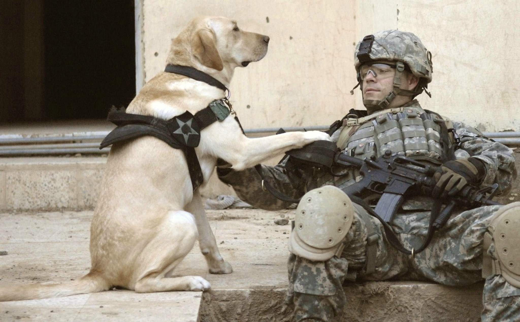 Military Dog Wallpapers - Top Free Military Dog Backgrounds ...