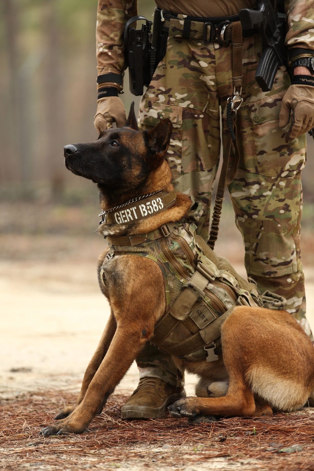 Military Dog Wallpapers - Top Free Military Dog Backgrounds - WallpaperAccess