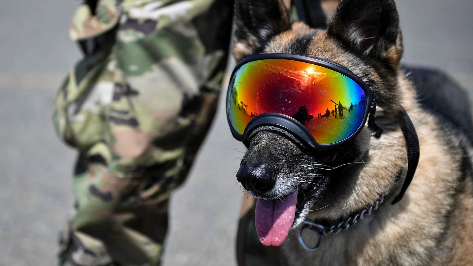 Military Dog Wallpapers - Top Free Military Dog Backgrounds ...
