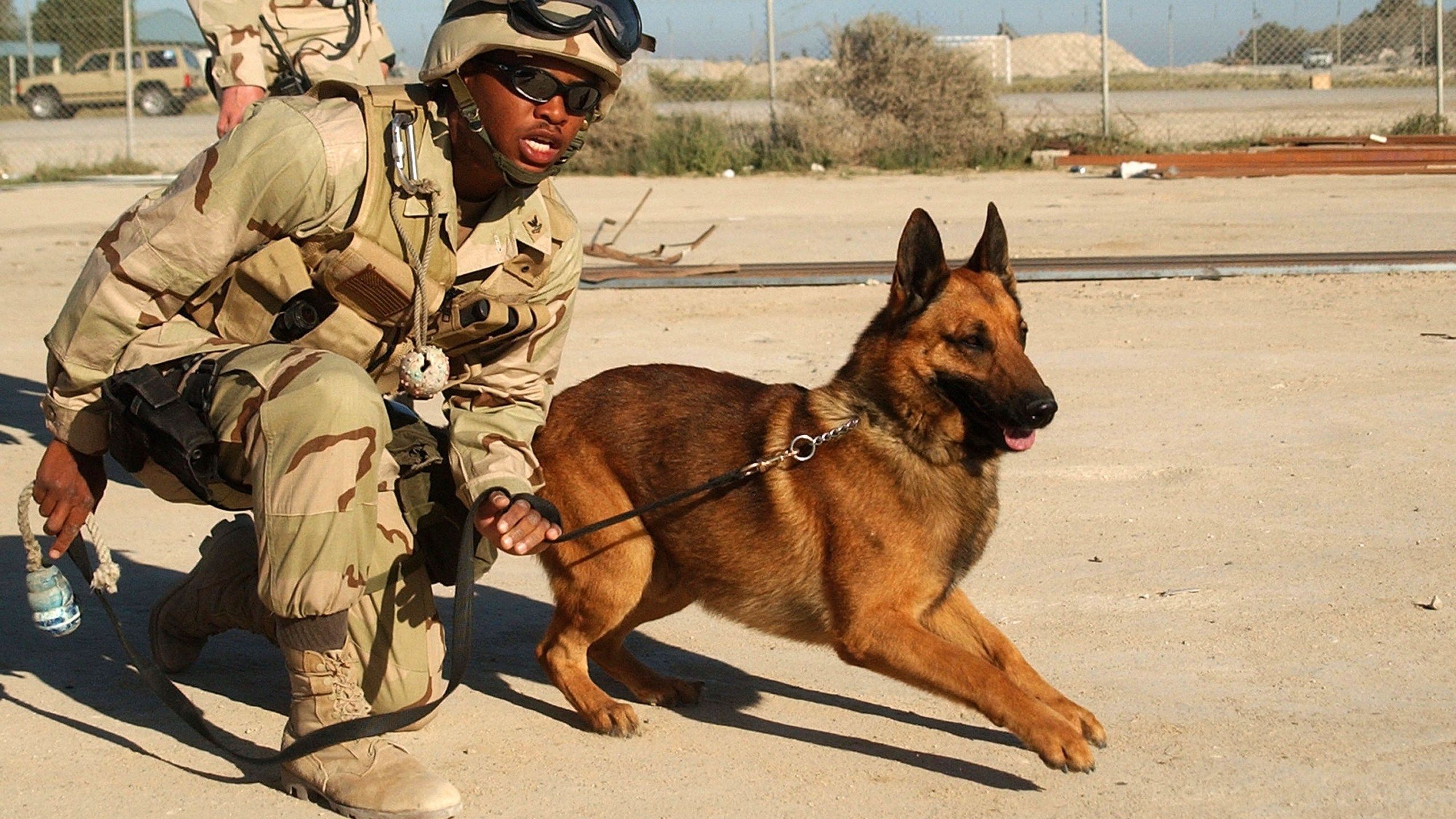 Military Dog Wallpapers - Top Free Military Dog Backgrounds ...