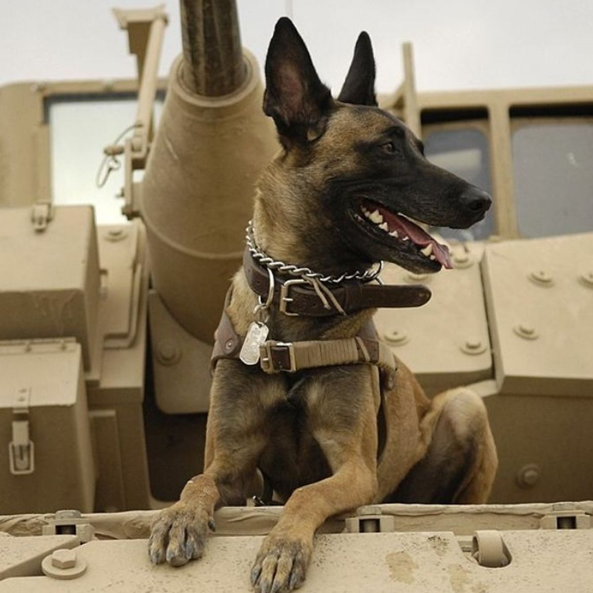 Military Dog Wallpapers - Top Free Military Dog Backgrounds ...