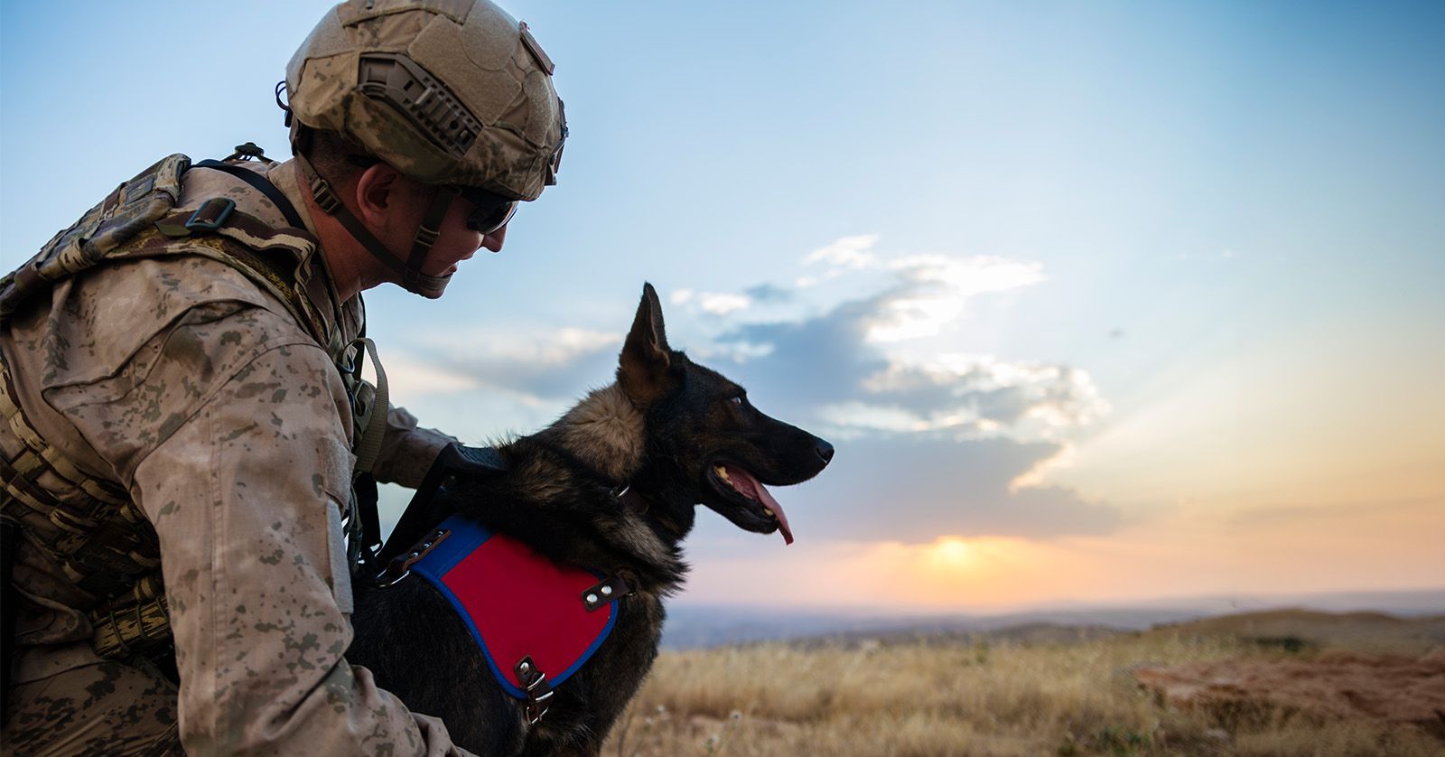 Military Dog Wallpapers - Top Free Military Dog Backgrounds - WallpaperAccess
