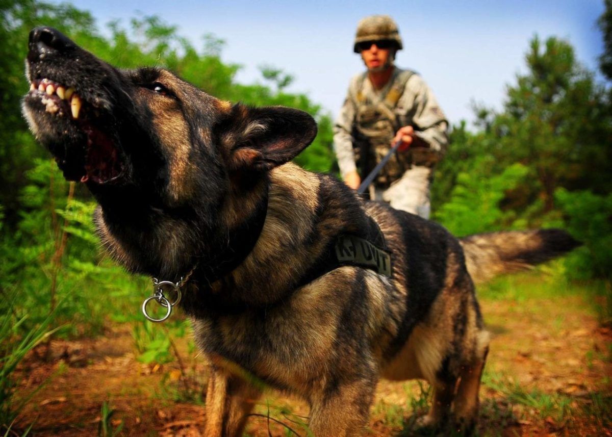 Military Dog Wallpapers - Top Free Military Dog Backgrounds ...