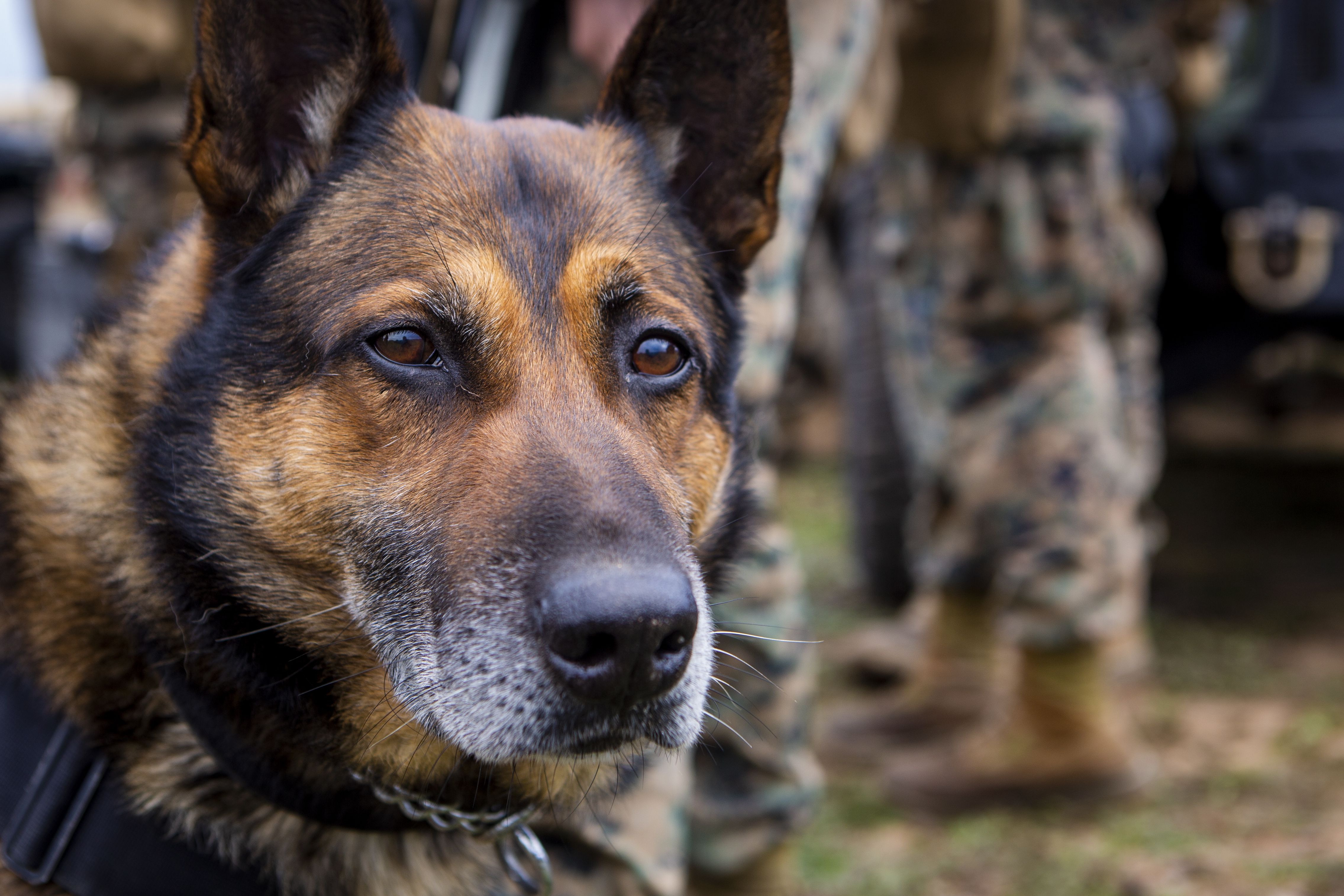 Military Dog Wallpapers - Top Free Military Dog Backgrounds - WallpaperAccess
