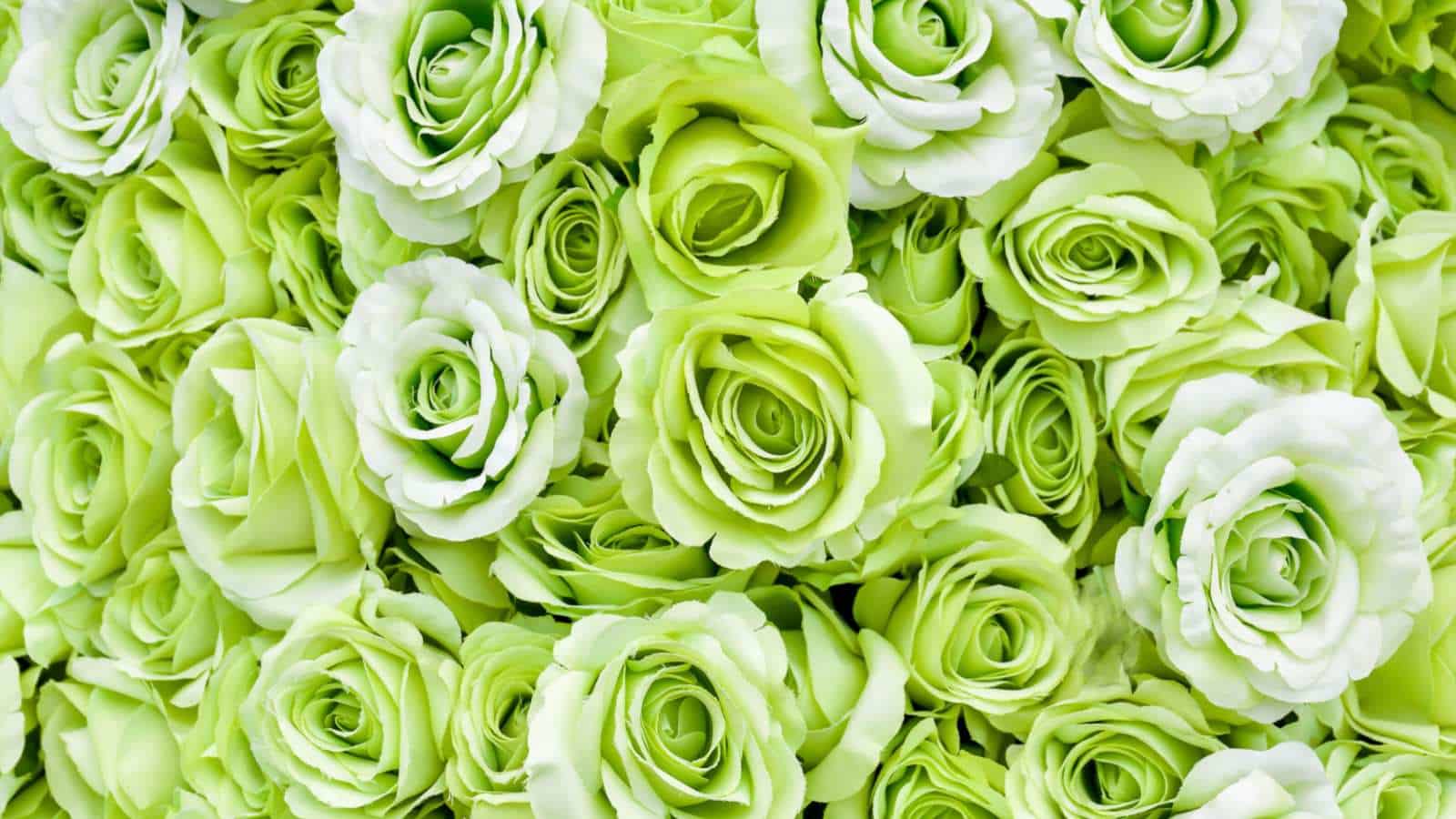 Pastel Green Flowers Wallpapers - Top Free Pastel Green Flowers ...