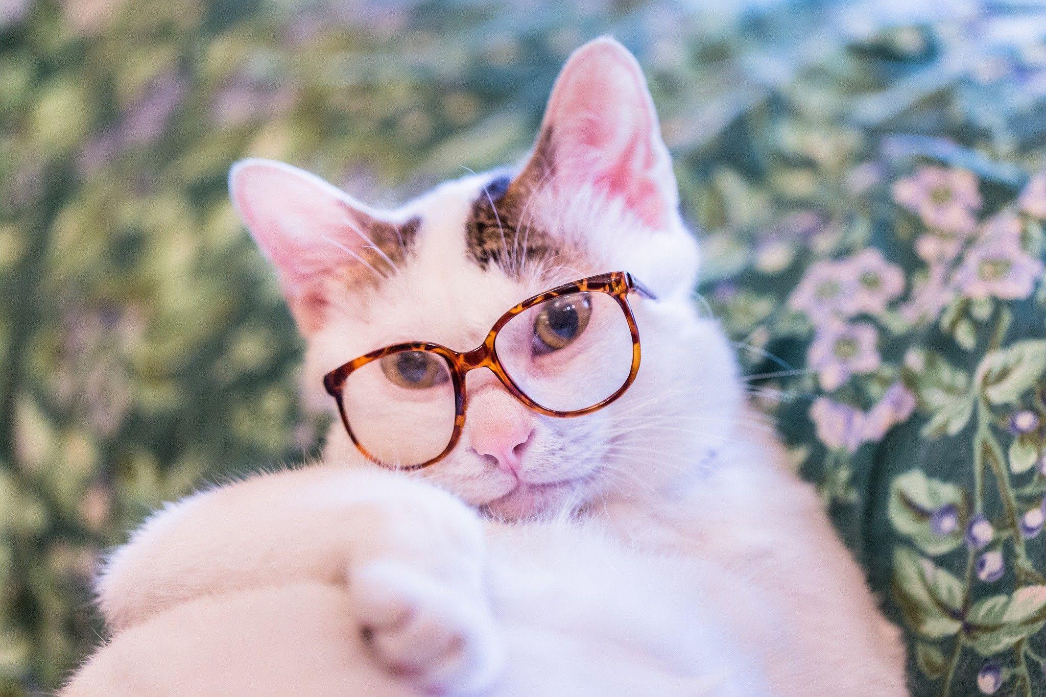 Cat with Glasses HD Wallpapers - Top Free Cat with Glasses HD ...