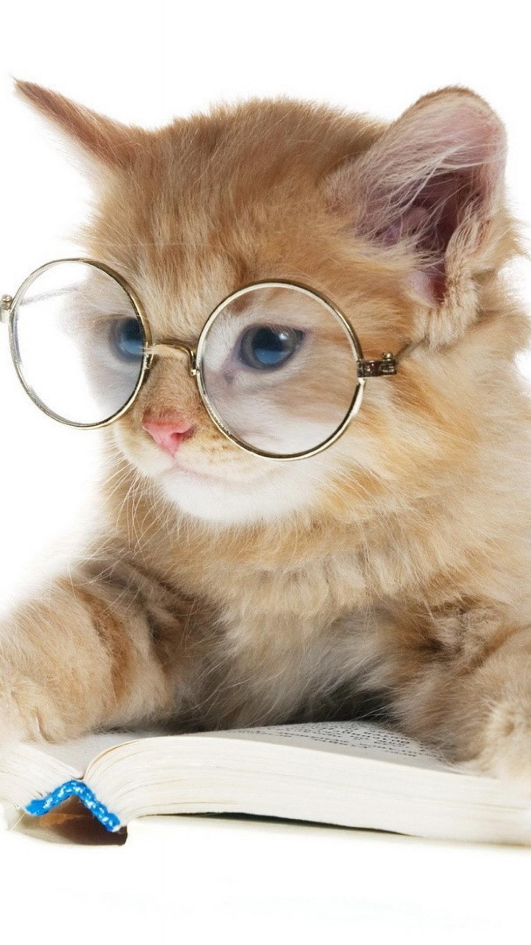 Cat with Glasses HD Wallpapers - Top Free Cat with Glasses HD ...