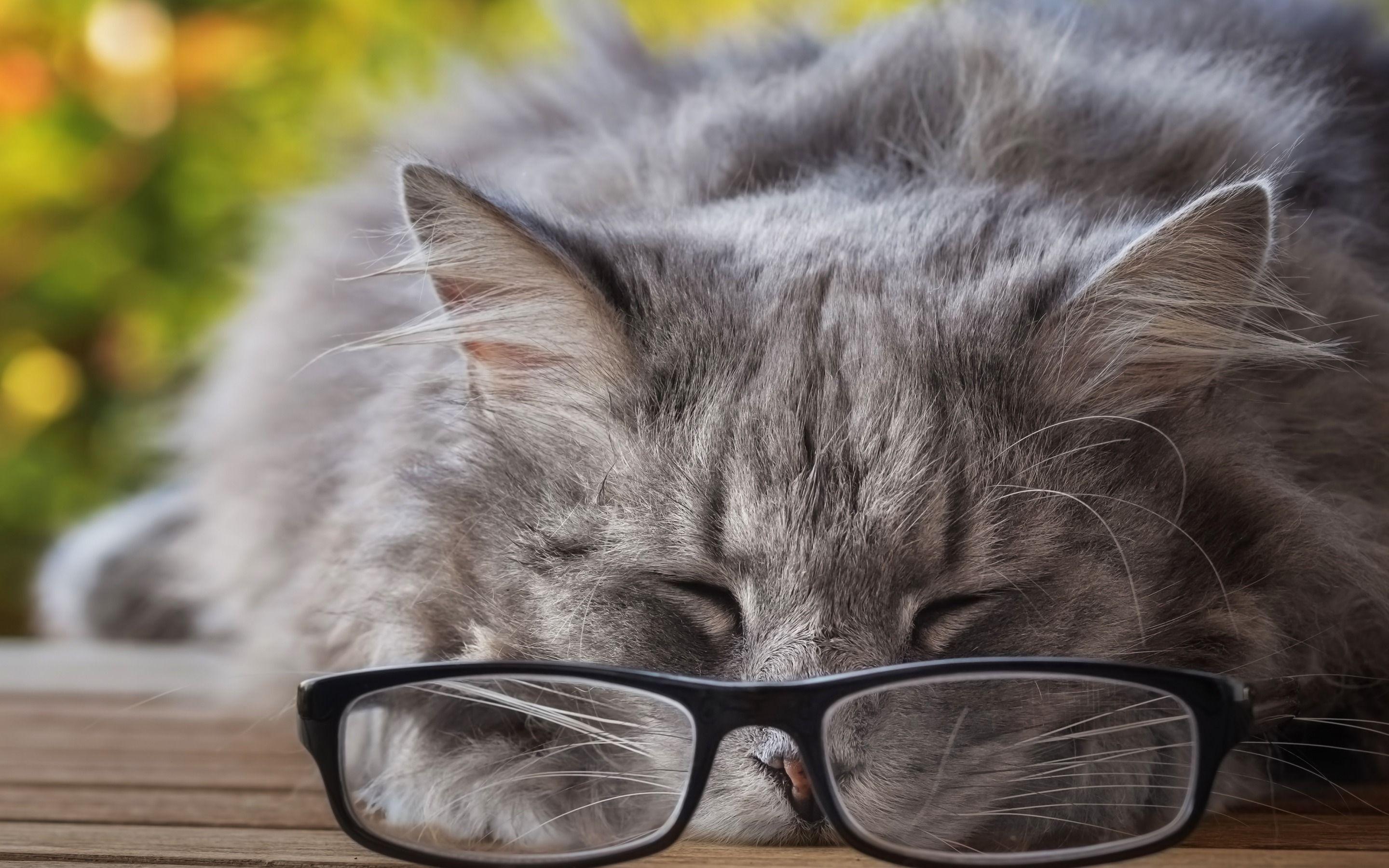 Cat with Glasses HD Wallpapers - Top Free Cat with Glasses HD ...