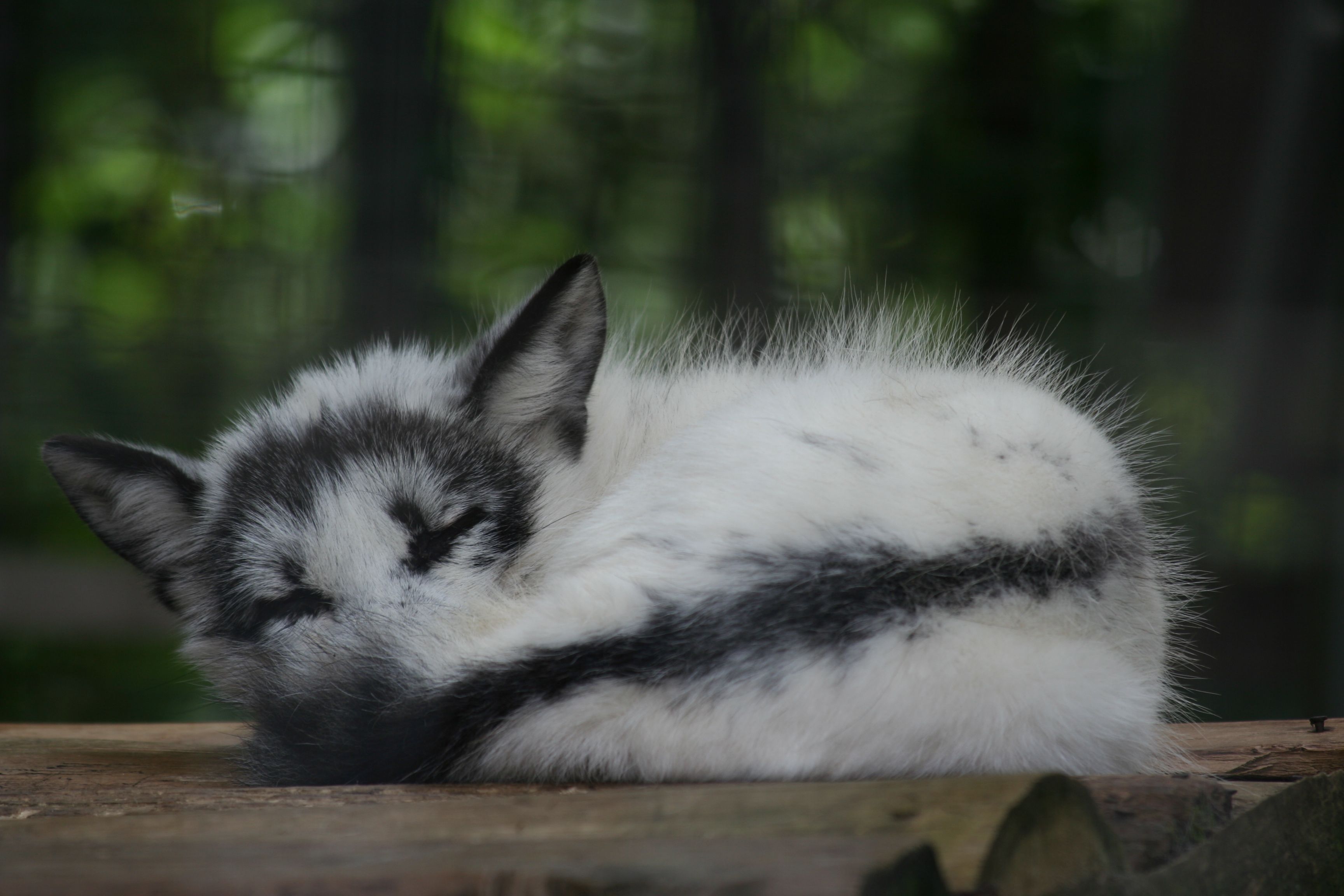 Marble Fox Wallpapers - Top Free Marble Fox Backgrounds - WallpaperAccess