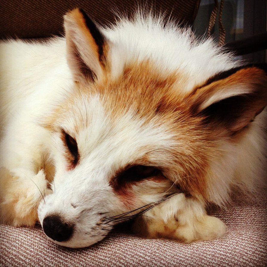 Marble Fox Wallpapers - Top Free Marble Fox Backgrounds - WallpaperAccess