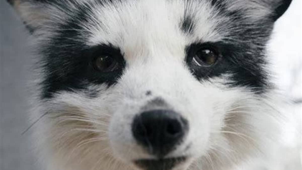 Marble Fox Wallpapers - Top Free Marble Fox Backgrounds - WallpaperAccess