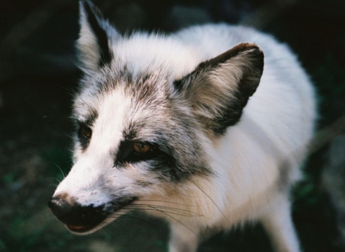 Marble Fox Wallpapers - Top Free Marble Fox Backgrounds - WallpaperAccess