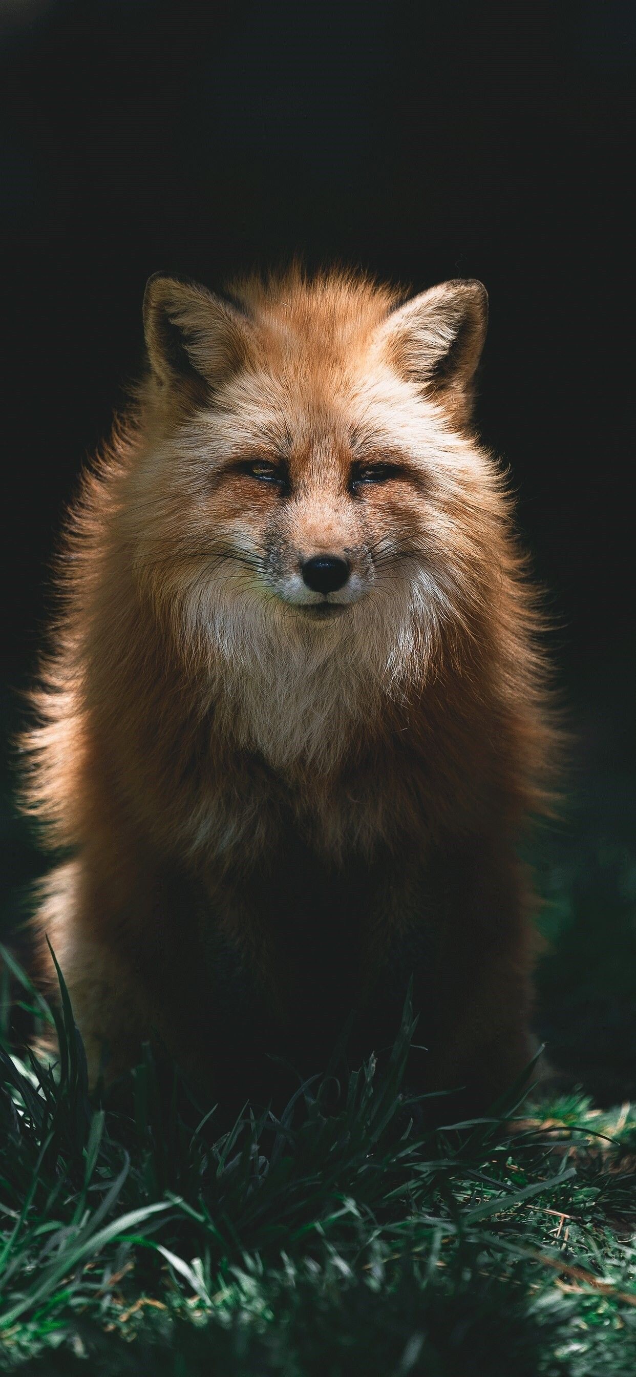 Marble Fox Wallpapers - Top Free Marble Fox Backgrounds - WallpaperAccess