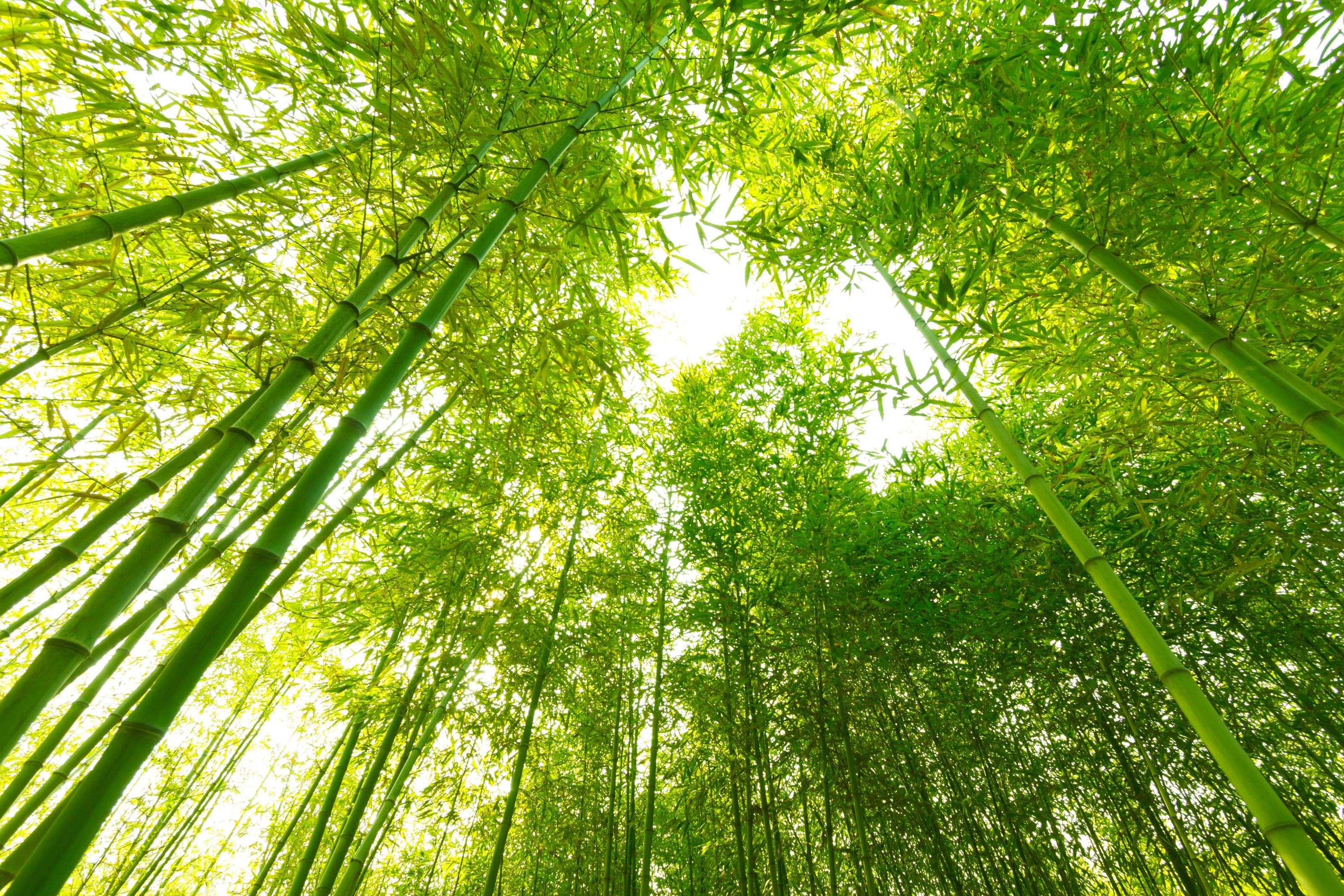 BAMBOO TREE Wallpapers - Top Free BAMBOO TREE Backgrounds - WallpaperAccess