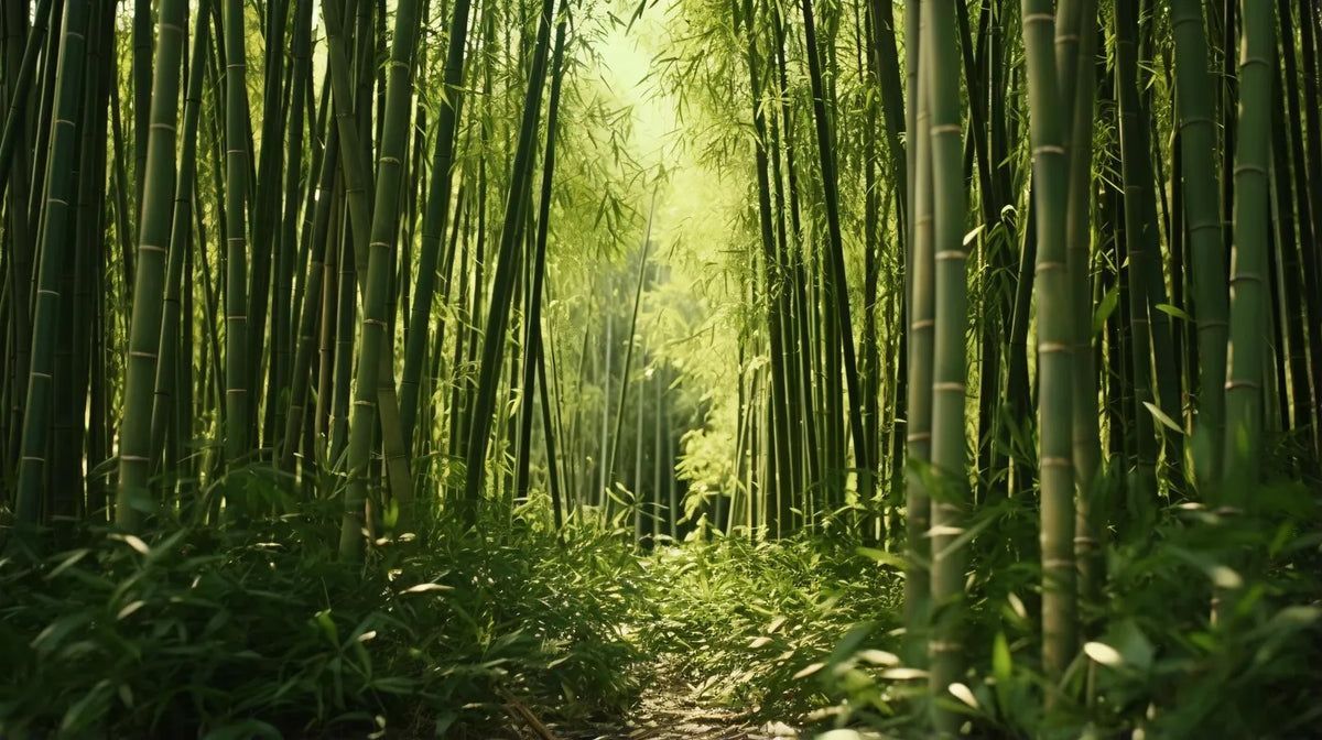 BAMBOO TREE Wallpapers - Top Free BAMBOO TREE Backgrounds - WallpaperAccess