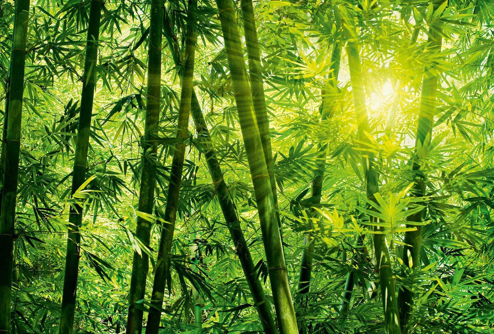 BAMBOO TREE Wallpapers - Top Free BAMBOO TREE Backgrounds - WallpaperAccess