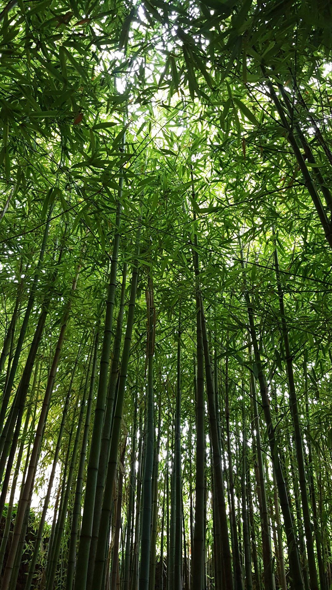 BAMBOO TREE Wallpapers - Top Free BAMBOO TREE Backgrounds - WallpaperAccess