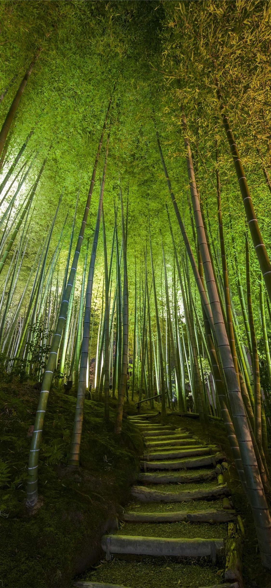 BAMBOO TREE Wallpapers - Top Free BAMBOO TREE Backgrounds - WallpaperAccess