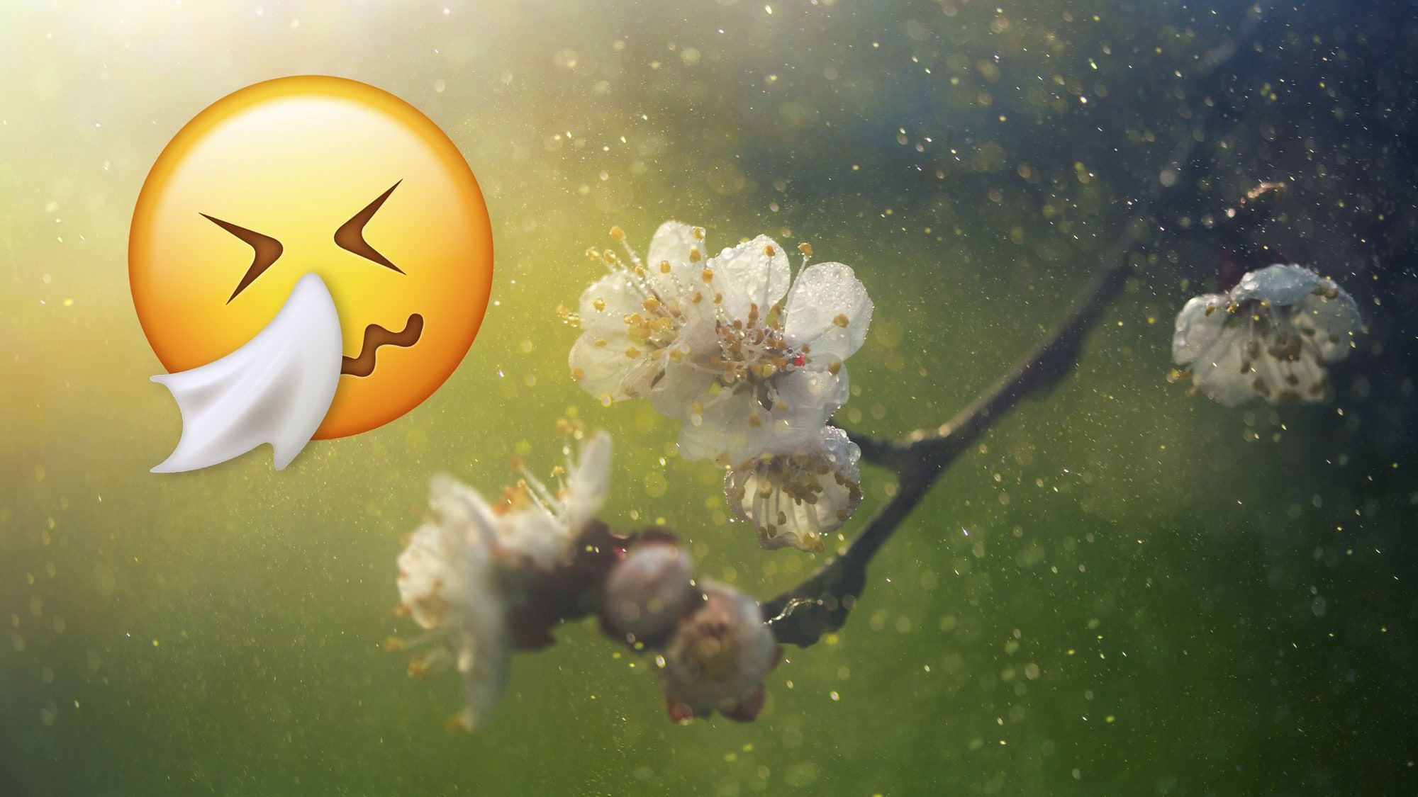 Allergy Wallpapers - Top Free Allergy Backgrounds - WallpaperAccess