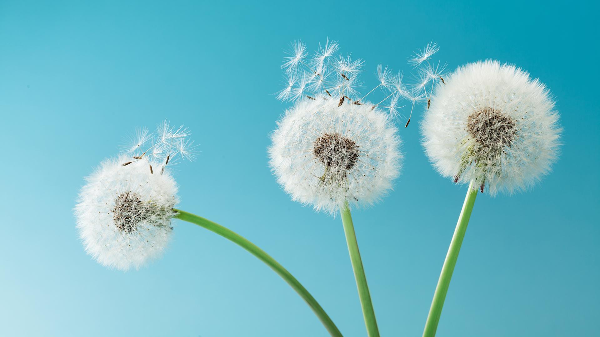 Allergy Wallpapers - Top Free Allergy Backgrounds - WallpaperAccess