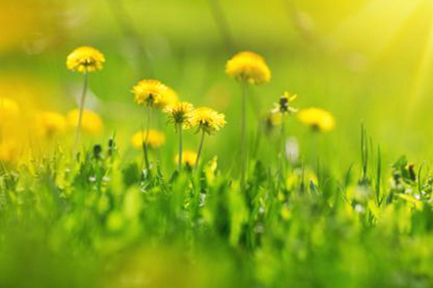 Allergy Wallpapers - Top Free Allergy Backgrounds - WallpaperAccess