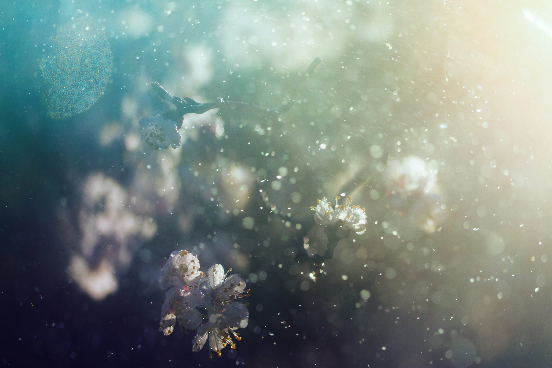 Allergy Wallpapers - Top Free Allergy Backgrounds - WallpaperAccess